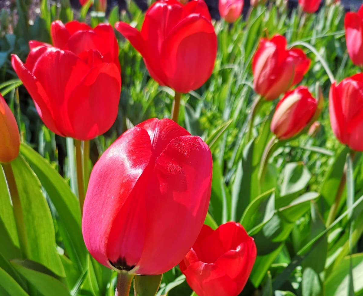 La magia della natura: Tulipani in Sardegna a Turri - Quattro Mori News