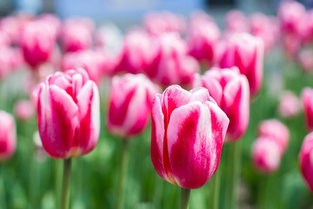 Torna Tulipani in Sardegna a partire dall'8 Marzo. Ecco come prenotare ...